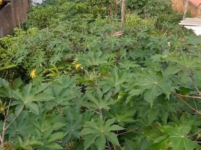 Terreno Jardim Myrian, Campinas/SP
