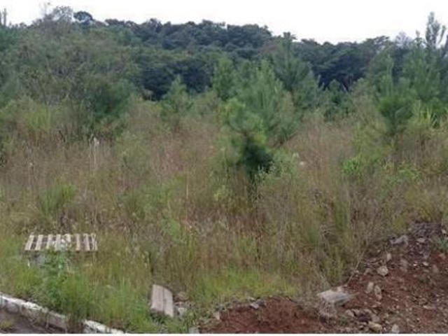 Terreno, Linha Brasil, Nova Petrópolis, RS