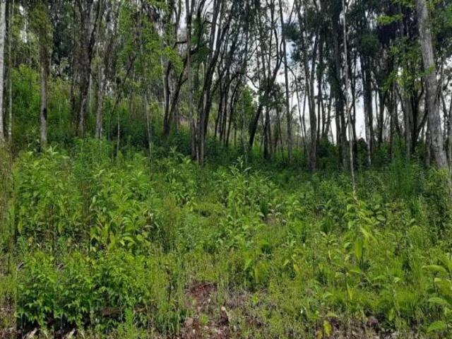 Terreno, Linha Imperial, Nova Petrópolis, RS
