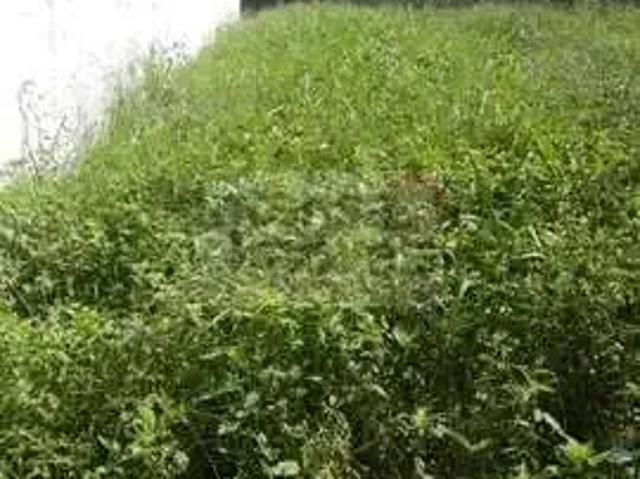 Terreno / Lote para Venda em Taubaté/SP Jardim Hipica Pinheiro
