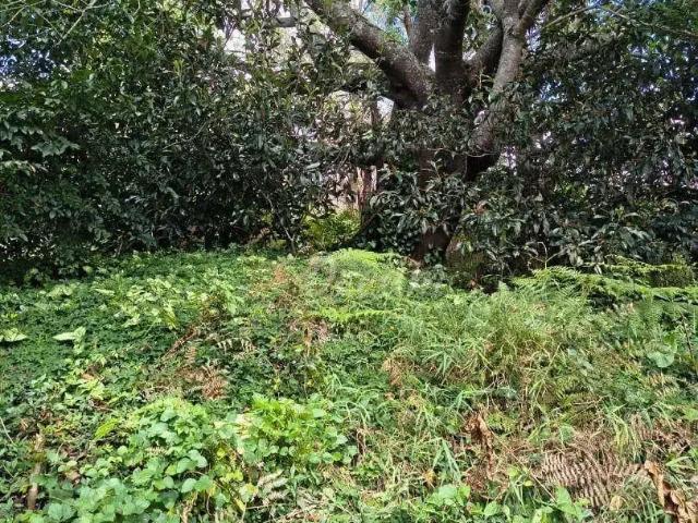 Terreno / Lote para Venda em Teresópolis/RJ Golfe