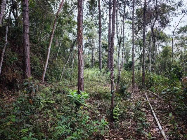 Terreno / Lote para Venda em Teresópolis/RJ Granja Mafra