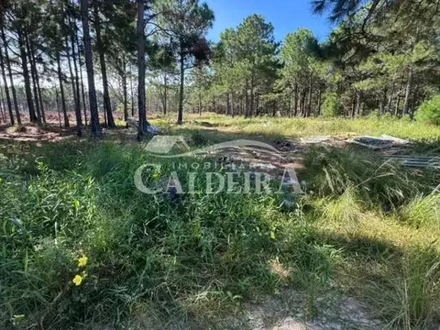 Terreno / Lote para Venda em Tramandaí/RS Nova Tramandaí