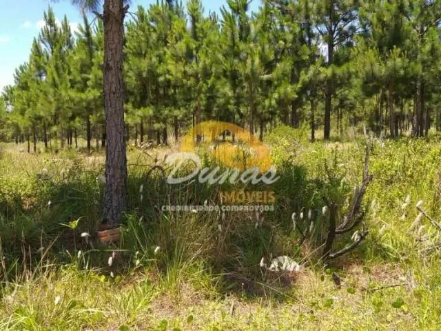 Terreno / Lote para Venda em Tramandaí/RS Nova Tramandaí
