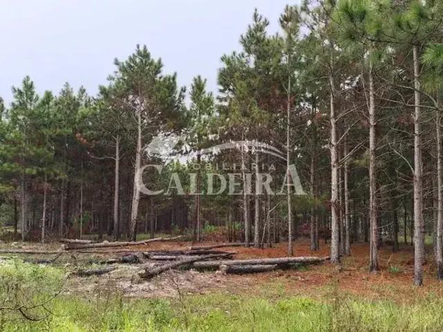 Terreno / Lote para Venda em Tramandaí/RS Nova Tramandaí