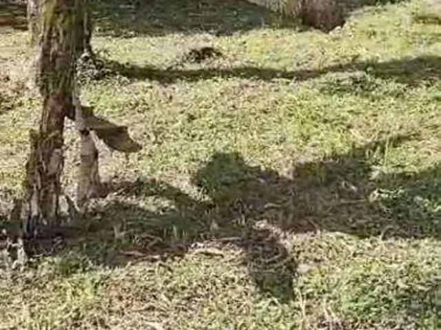 Terreno / Lote para Venda em Ubatuba/SP Figueira Pé da Serra