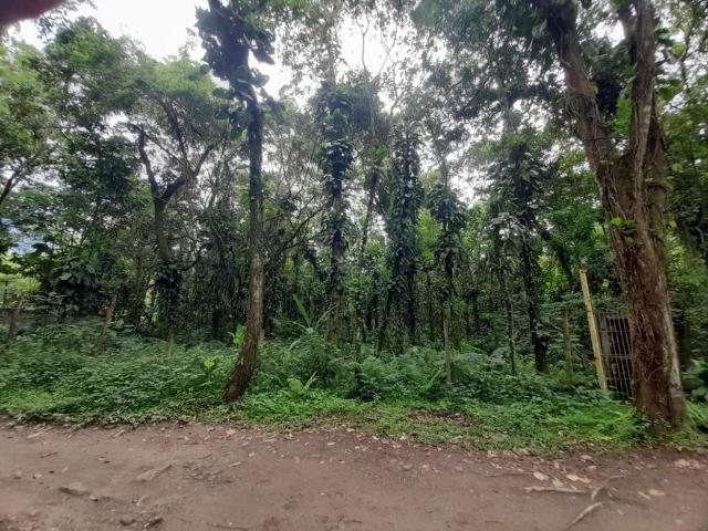 Terreno / Lote para Venda em Ubatuba/SP Horto Florestal