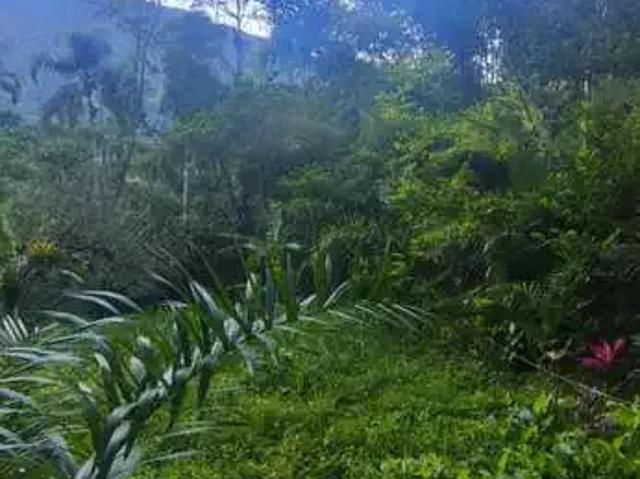 Terreno / Lote para Venda em Ubatuba/SP Praia do Félix Praia do Lúcio