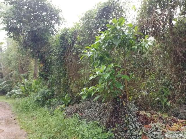 Terreno / Lote para Venda em Ubatuba/SP Praia do Itamambuca