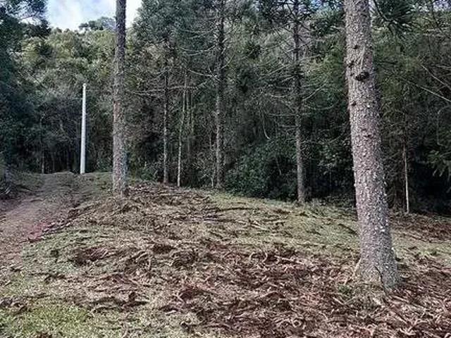 Terreno / Lote para Venda em Urubici/SC Águas Brancas