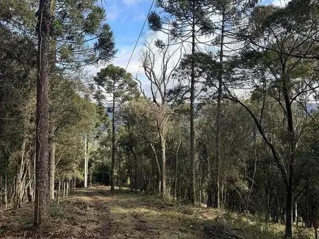 Terreno / Lote para Venda em Urubici/SC Águas Brancas