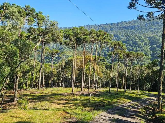 Terreno / Lote para Venda em Urubici/SC Santa Tereza