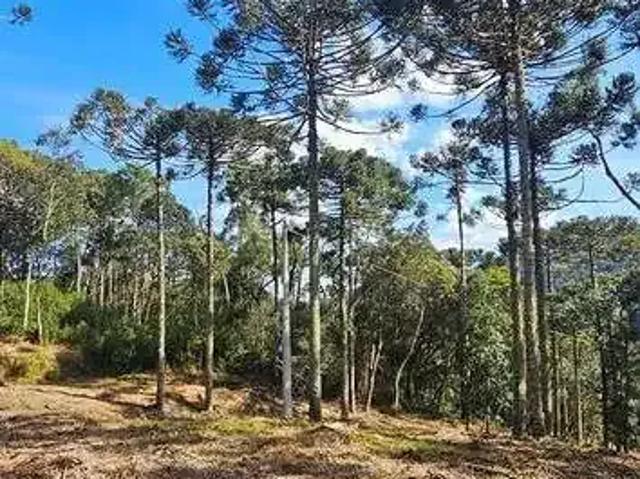 Terreno / Lote para Venda em Urubici/SC Zona Rural