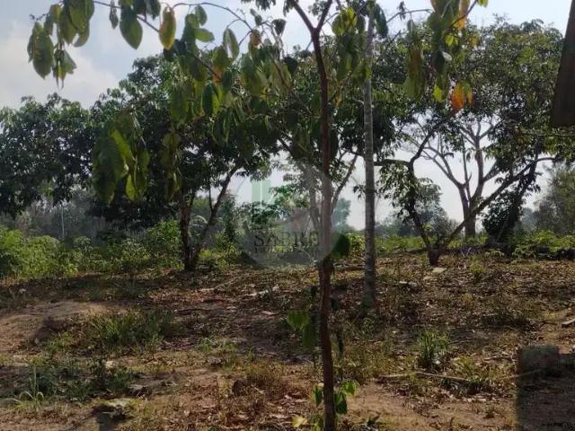 Terreno / Lote para Venda em Urucurituba/AM Zona Rural
