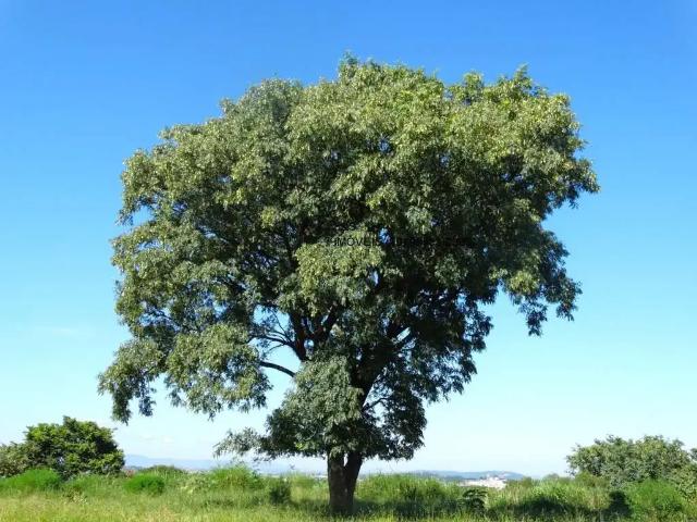 Terreno / Lote para Venda em Vinhedo/SP Vista Alegre