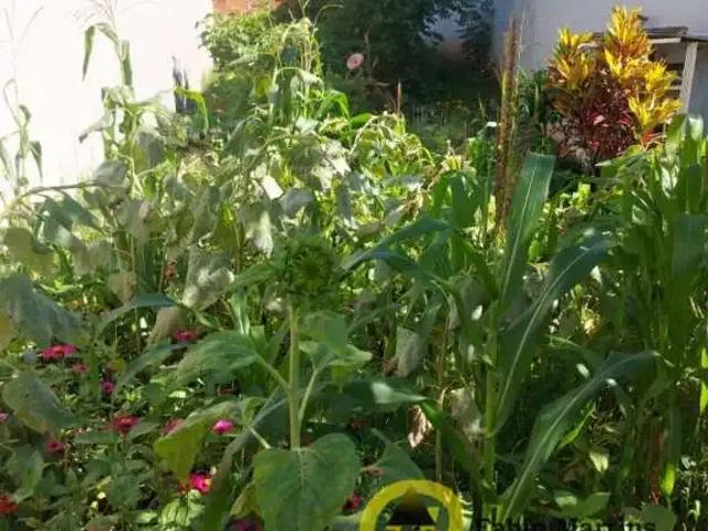 Terreno / Lote para Venda em Americana/SP Jardim Boer I