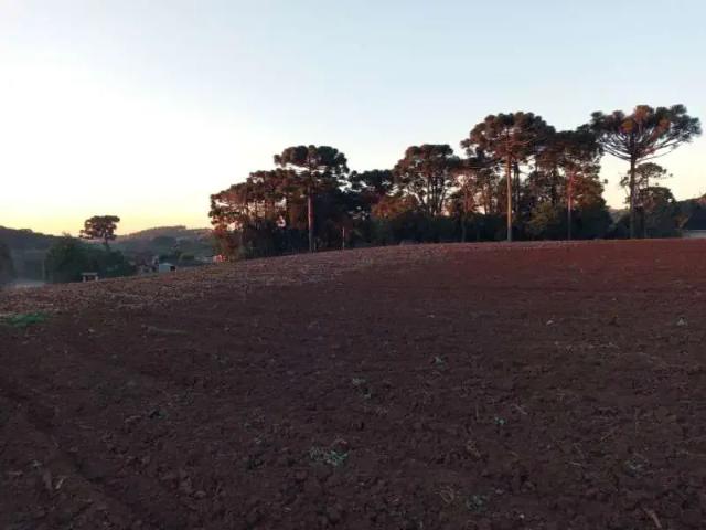 Terreno / Lote para Venda em Araucária/PR Rio Abaixinho