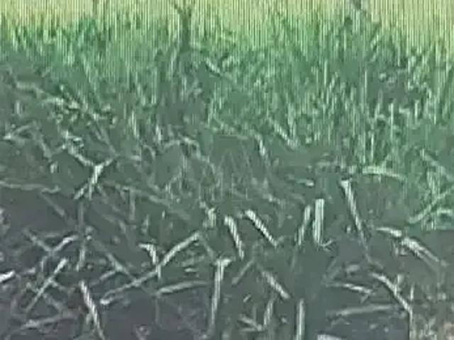 Terreno / Lote para Venda em Araçatuba/SP Morada dos Nobres
