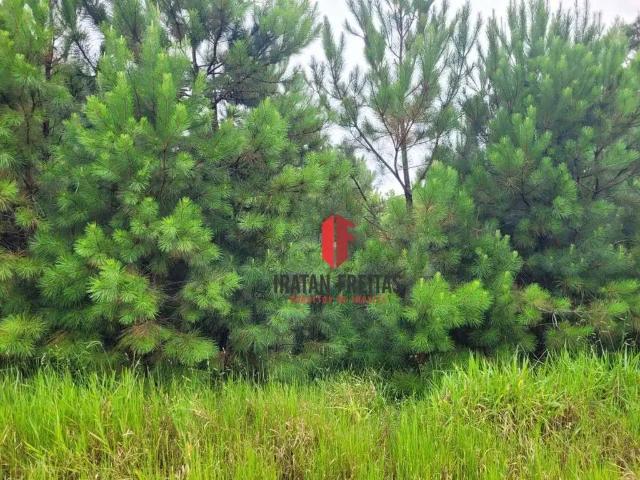 Terreno / Lote para Venda em Arroio do Sal/RS Balneário Pinus Park