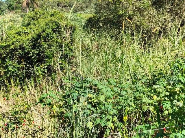 Terreno / Lote para Venda em Atibaia/SP Jardim Colonial