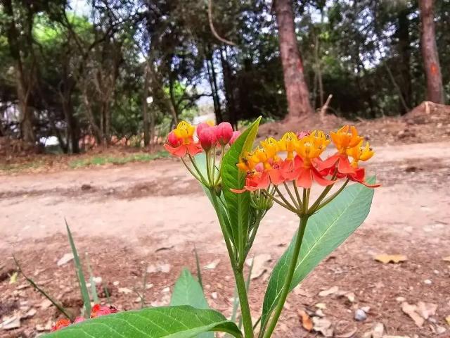 Terreno / Lote para Venda em Atibaia/SP Jardim Paulista