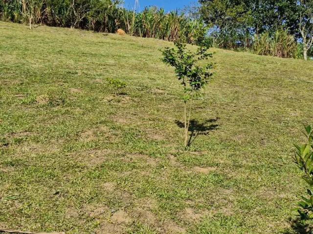 Terreno / Lote para Venda em Balneário Piçarras/SC Medeiros