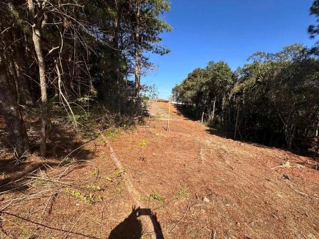Terreno / Lote para Venda em Balsa Nova/PR São Caetano