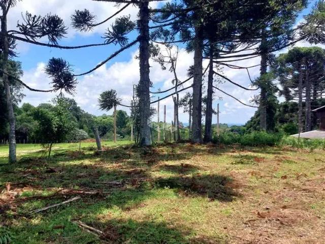 Terreno / Lote para Venda em Bento Gonçalves/RS Tuiuty Distrito