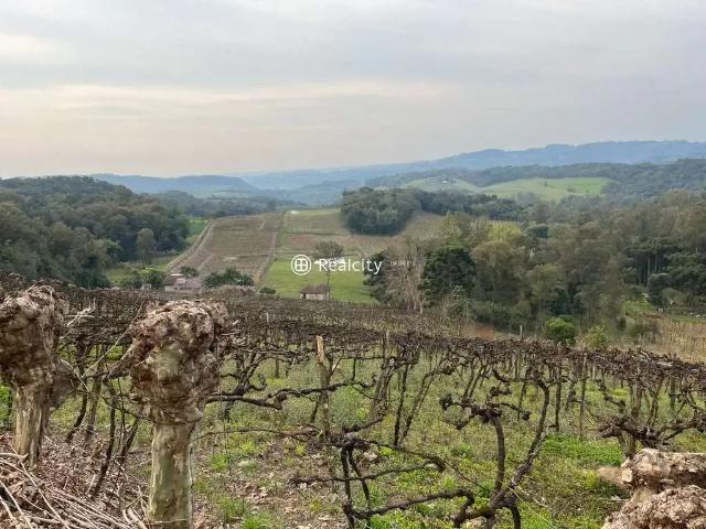 Terreno / Lote para Venda em Bento Gonçalves/RS Vale dos Vinhedos Distrito