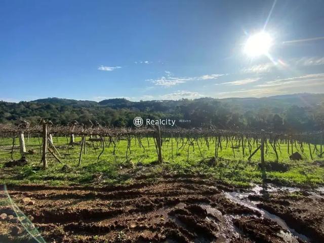 Terreno / Lote para Venda em Bento Gonçalves/RS Vale dos Vinhedos Distrito