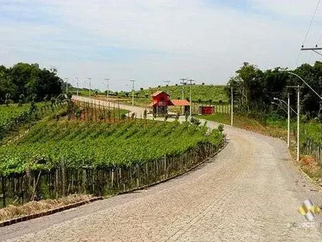 Terreno / Lote para Venda em Bento Gonçalves/RS Vale dos Vinhedos Distrito