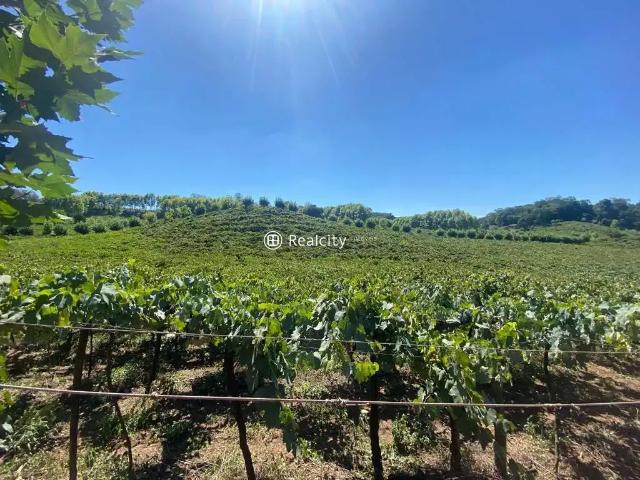 Terreno / Lote para Venda em Bento Gonçalves/RS Vale dos Vinhedos Distrito