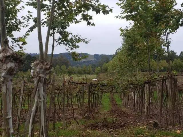 Terreno / Lote para Venda em Bento Gonçalves/RS Barracão
