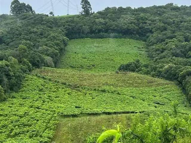 Terreno / Lote para Venda em Bento Gonçalves/RS São Pedro