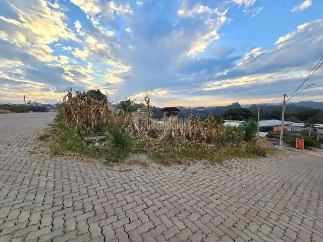 Terreno / Lote para Venda em Bento Gonçalves/RS São Roque