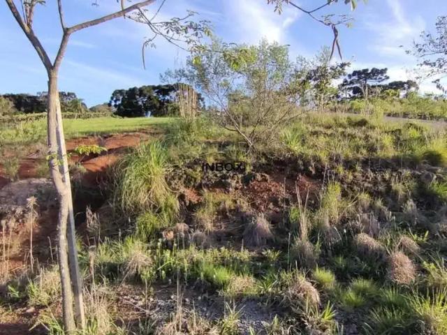 Terreno / Lote para Venda em Bento Gonçalves/RS São Valentin