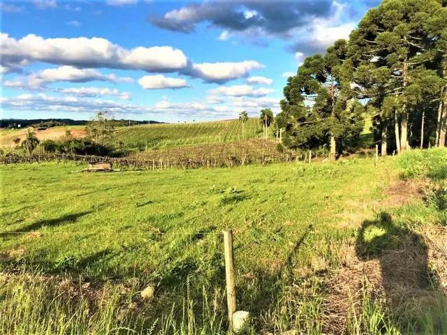 Terreno / Lote para Venda em Bento Gonçalves/RS São Valentin