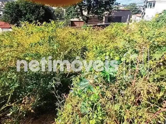 Terreno / Lote para Venda em Belo Horizonte/MG Flávio Marques Lisboa