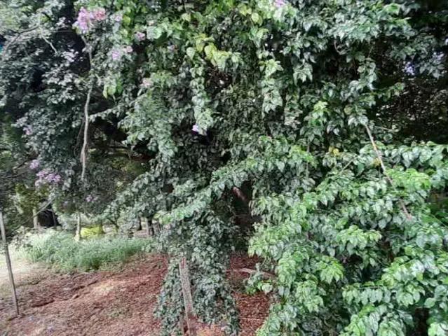 Terreno / Lote para Venda em Belo Horizonte/MG João Pinheiro