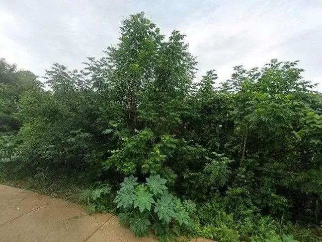 Terreno / Lote para Venda em Belo Horizonte/MG Santa Lúcia