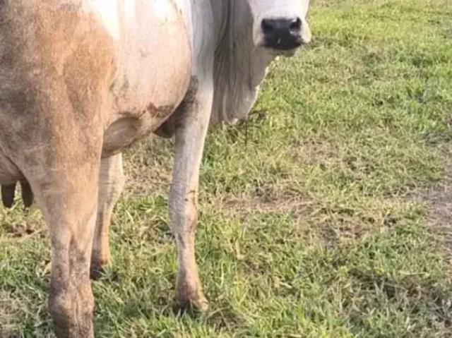 Terreno / Lote para Venda em Brasília/DF Ponte Alta Norte Gama