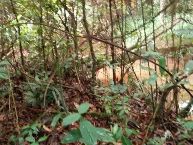 Terreno / Lote para Venda em Brumadinho/MG Aranha