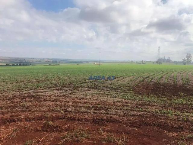 Terreno / Lote para Venda em Cambé/PR Jardim do Café