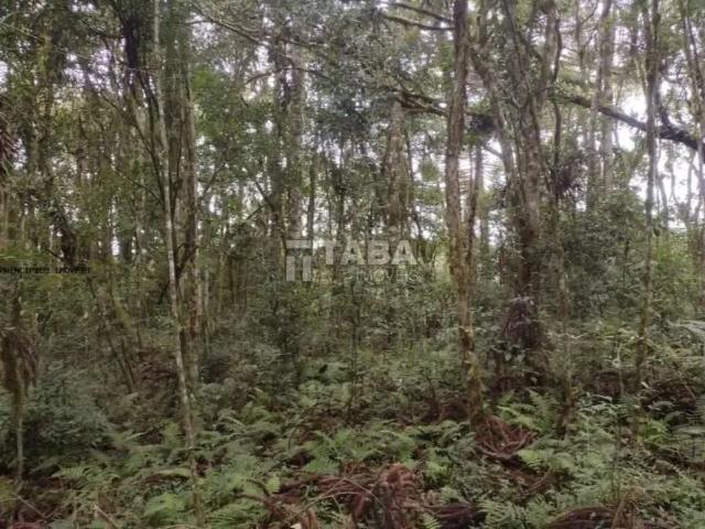 Terreno / Lote para Venda em Campina Grande do Sul/PR Cerne Papanduva