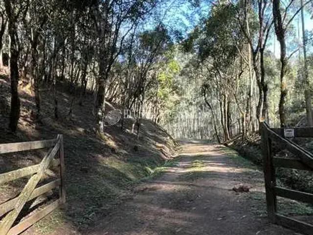 Terreno / Lote para Venda em Campina Grande do Sul/PR Saltinho