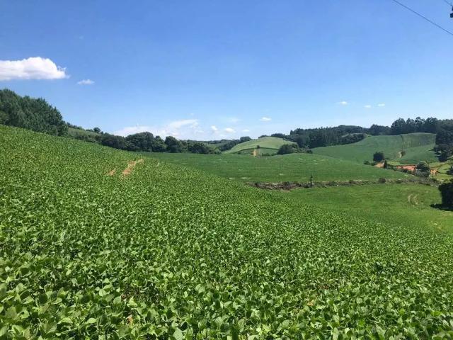 Terreno / Lote para Venda em Campo Alegre/SC Avenquinha