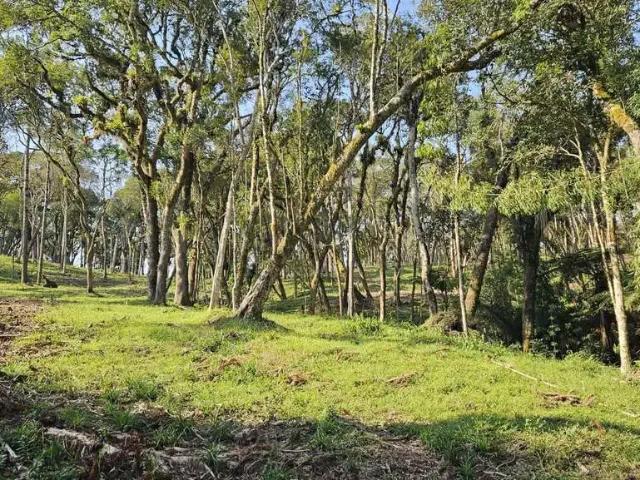Terreno / Lote para Venda em Campo Alegre/SC Bateias de Baixo