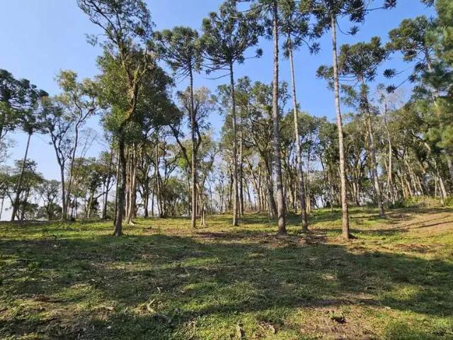 Terreno / Lote para Venda em Campo Alegre/SC Bateias de Baixo
