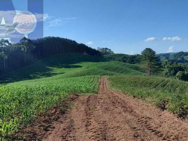 Terreno / Lote para Venda em Campo Alegre/SC Bateias de Baixo