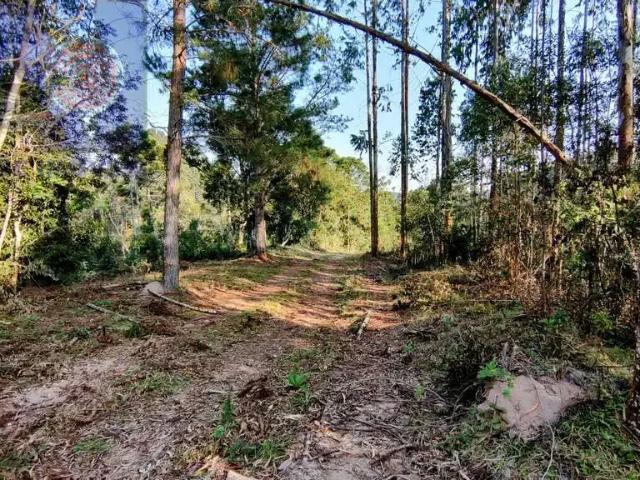 Terreno / Lote para Venda em Campo Alegre/SC Bateias de Baixo